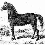 What is a Lippitt Morgan? » The Lippitt Morgan History and Lippitt Club ...